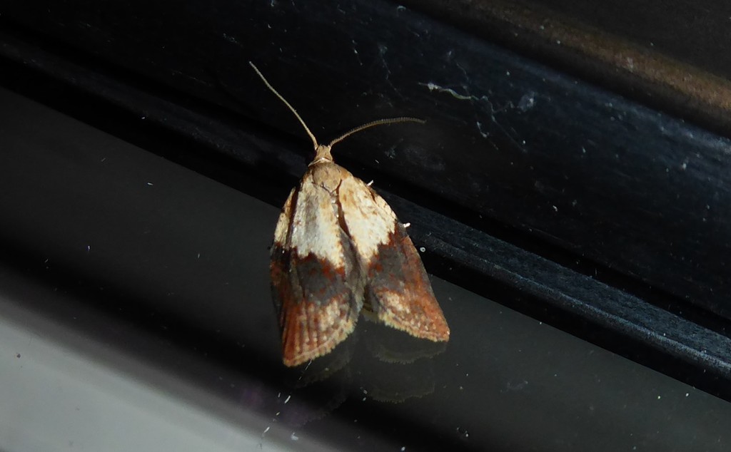 Light Brown Apple Moth from Waikouaiti, New Zealand on April 5, 2020 at ...
