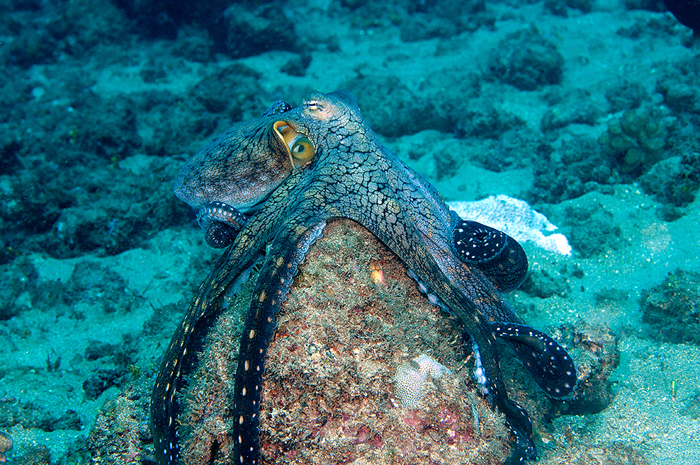 Day Octopus from Kauai County, HI, USA on September 13, 2015 at 11:18 ...