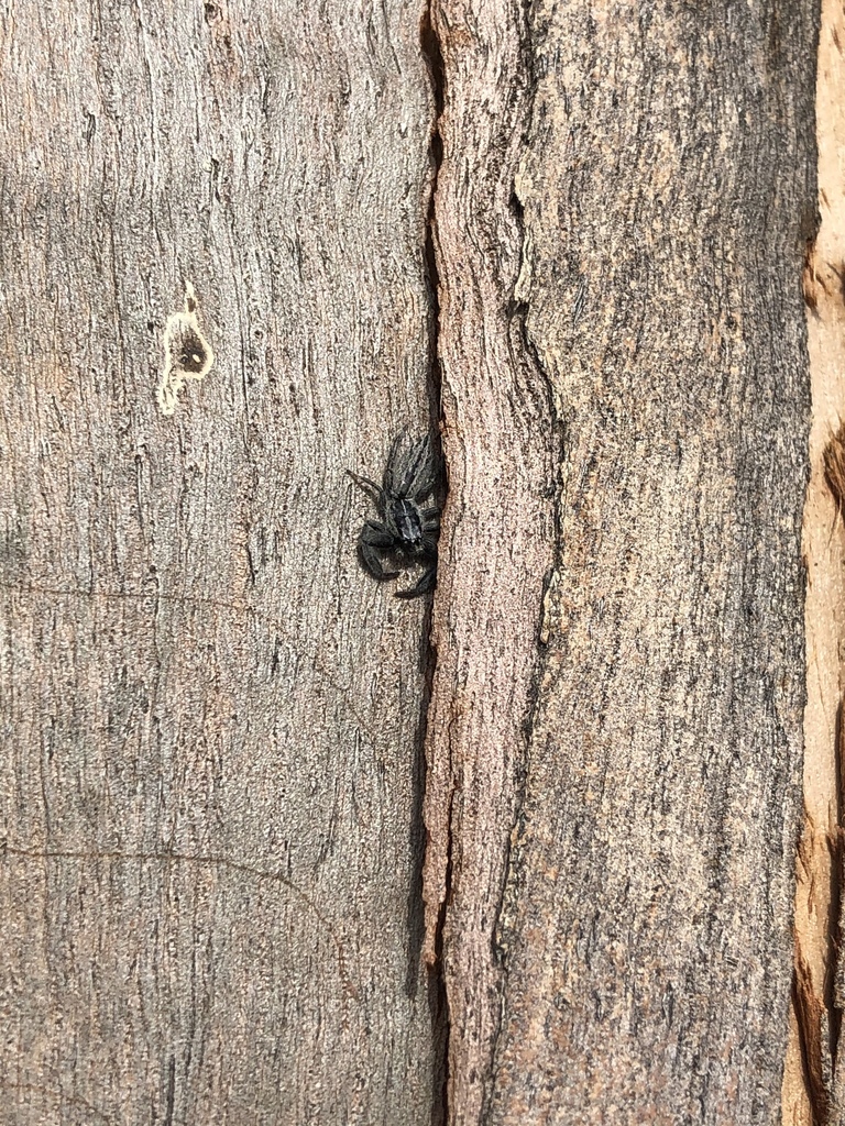 Holoplatys apressus from Lowes Road, Rolleston, Canterbury, NZ on April ...