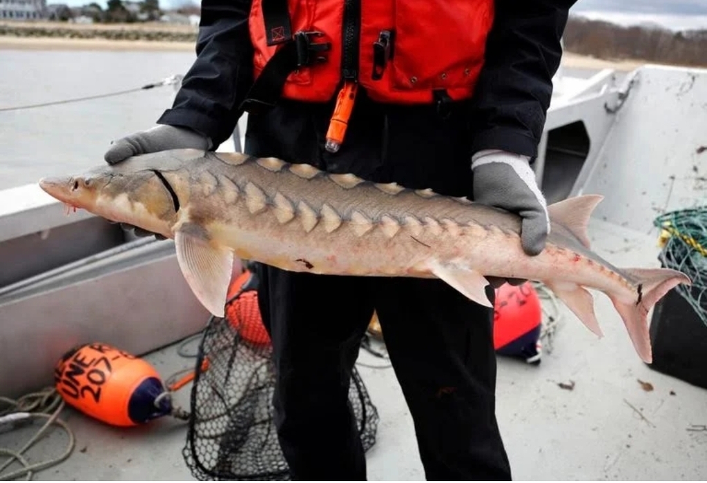 Shortnose Sturgeon (Freshwater fish of Florida) · iNaturalist
