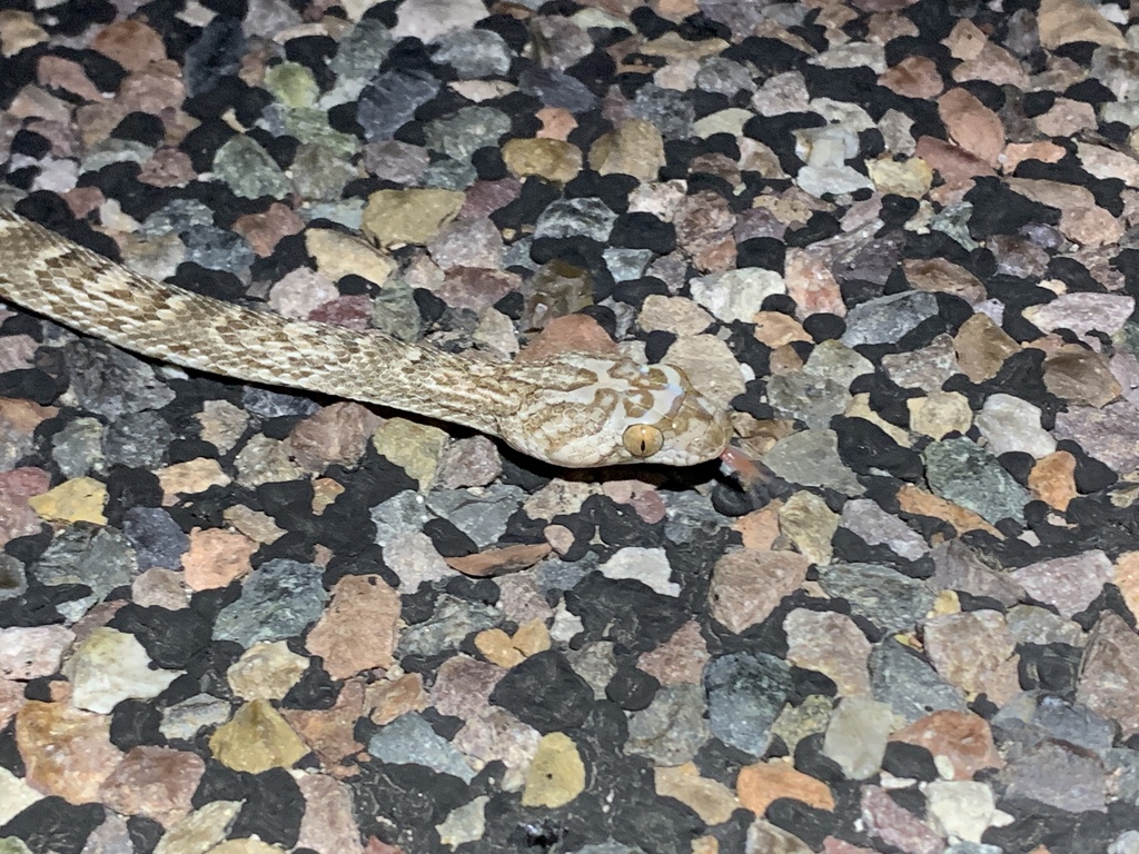 Sonoran Lyre Snake in April 2020 by Eric Hough · iNaturalist