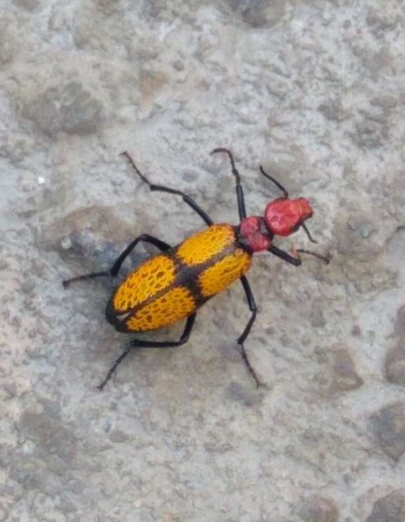 Iron Cross Blister Beetle from Jesús Siqueiros #1442E, Sahuaro ...