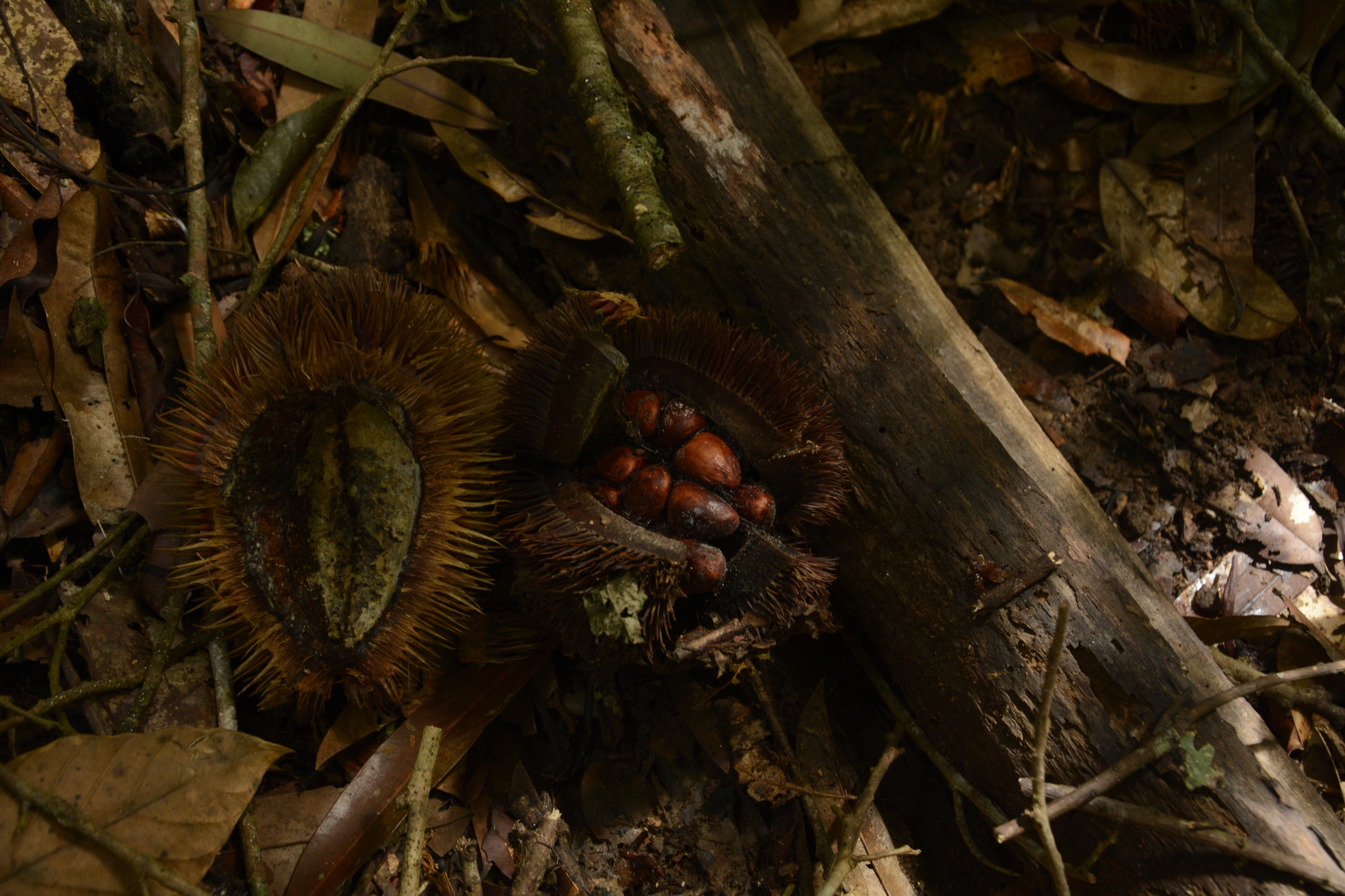 Cullenia exarillata A.Robyns