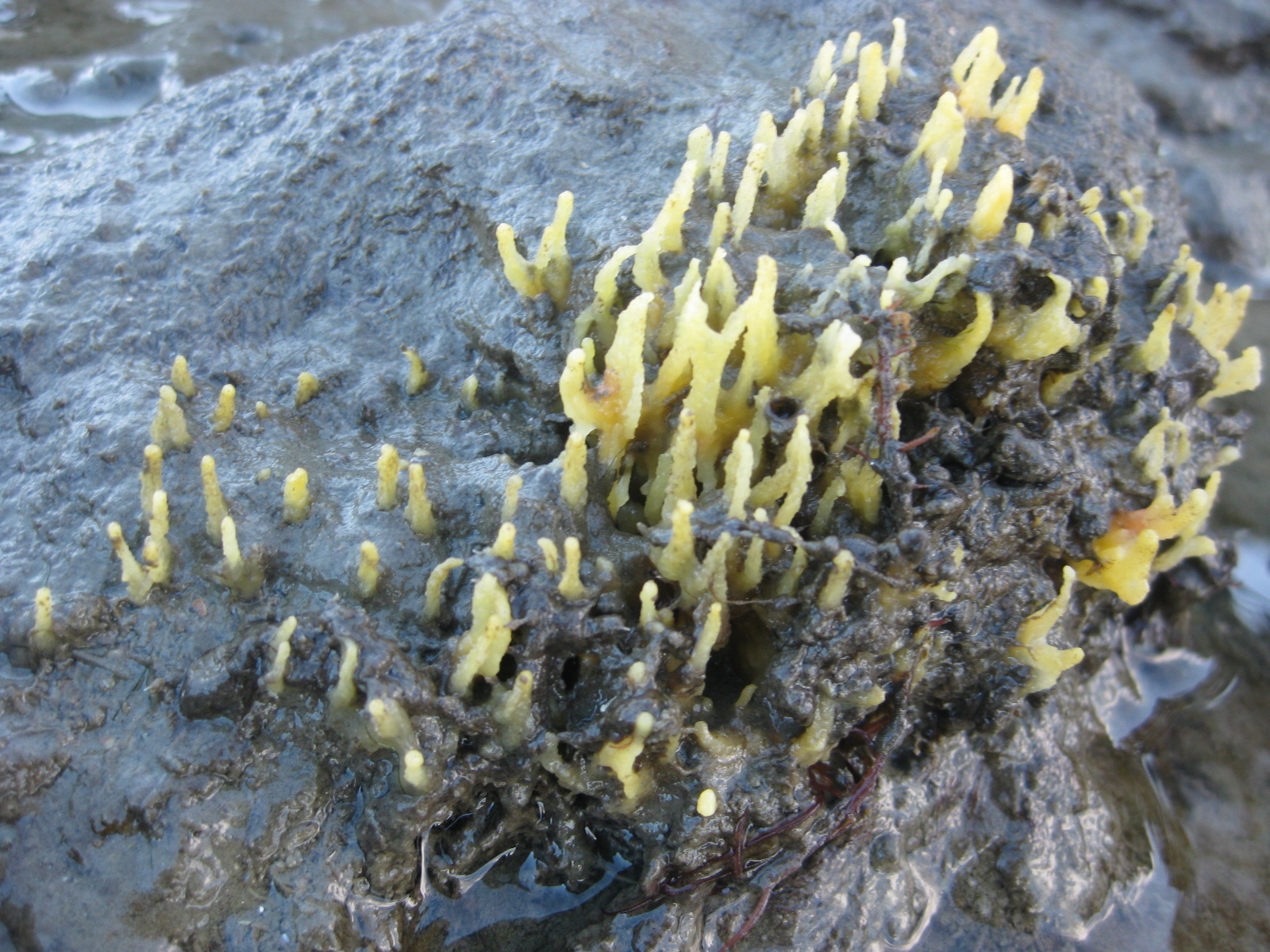 Ciocalypta Bowerbank, 1862