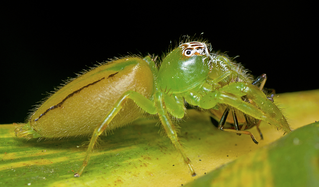 Green Jumping Spider from 14 Catherine Ct, Murrumba Downs QLD 4503 ...