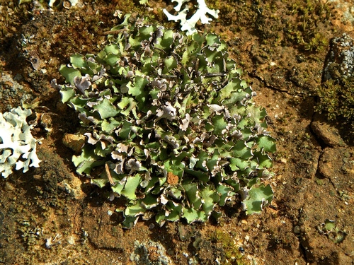 Heterodea beaugleholei · iNaturalist