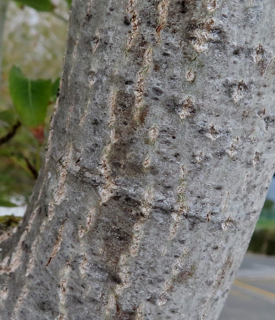 Simon's Poplar (Populus simonii) - Botanical Realm