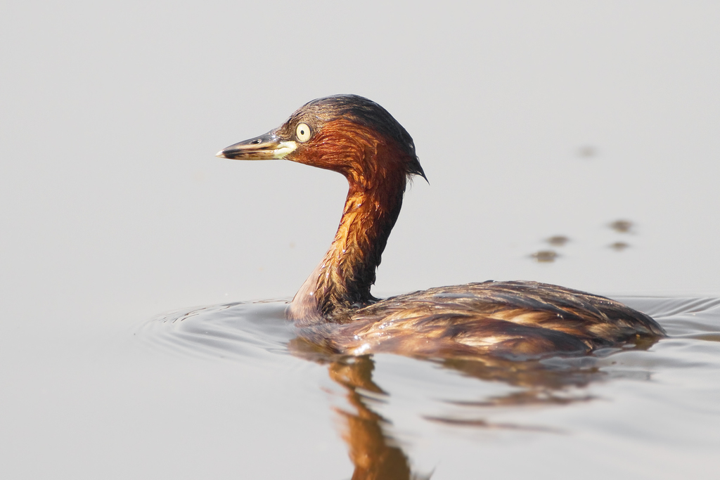 Little Grebe (Birds of Timor-Leste) · iNaturalist