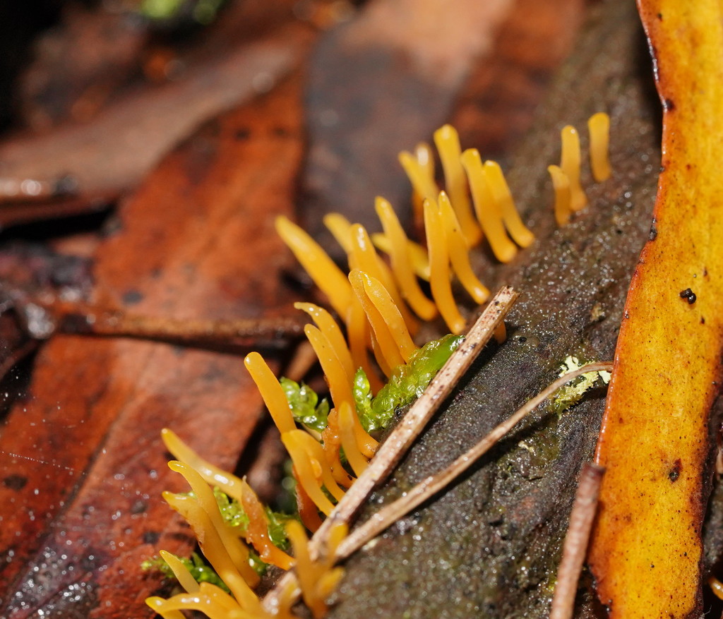 Calocera sinensis (Hongos de Córdoba) · iNaturalist