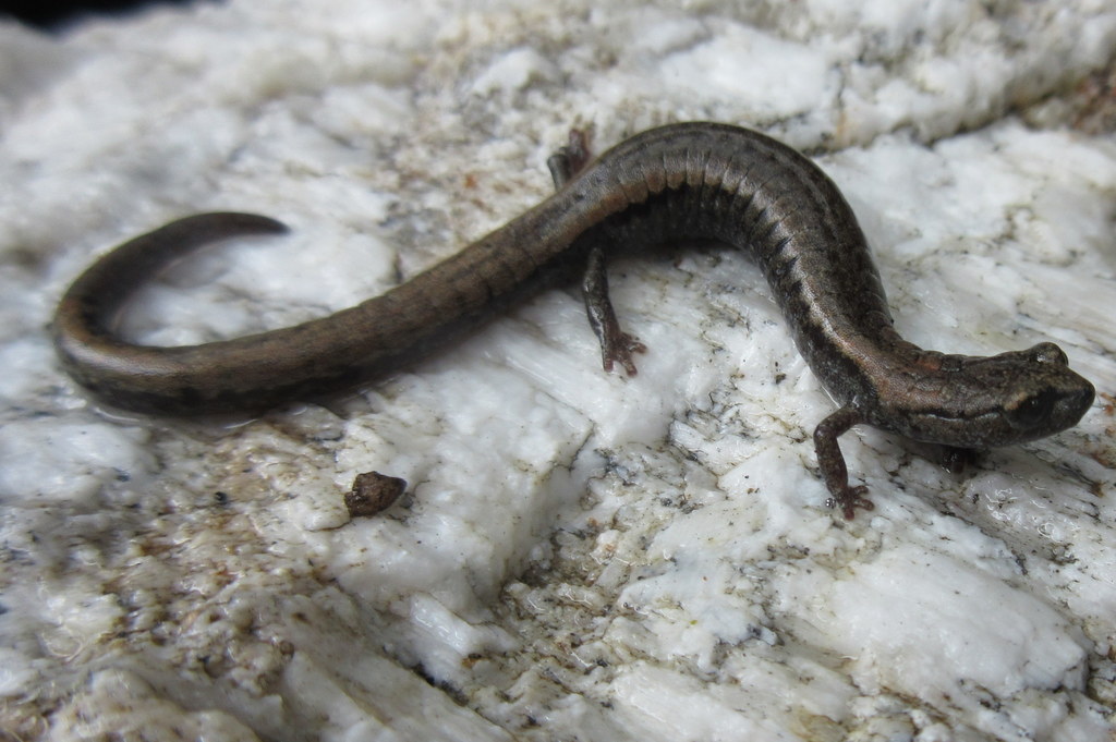 Tehachapi Slender Salamander in April 2015 by Jonathan Hakim. One of ...