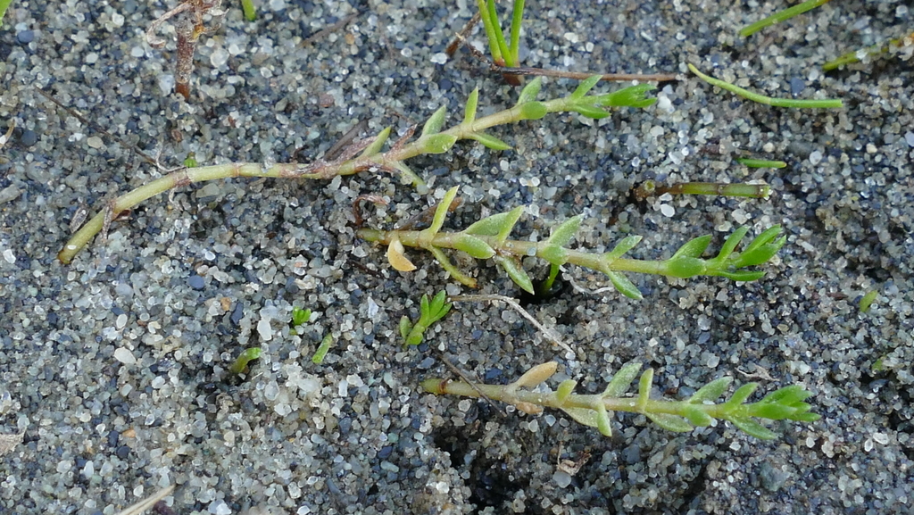 New Zealand pygmyweed from Gladstone, Greymouth 7805, New Zealand on ...