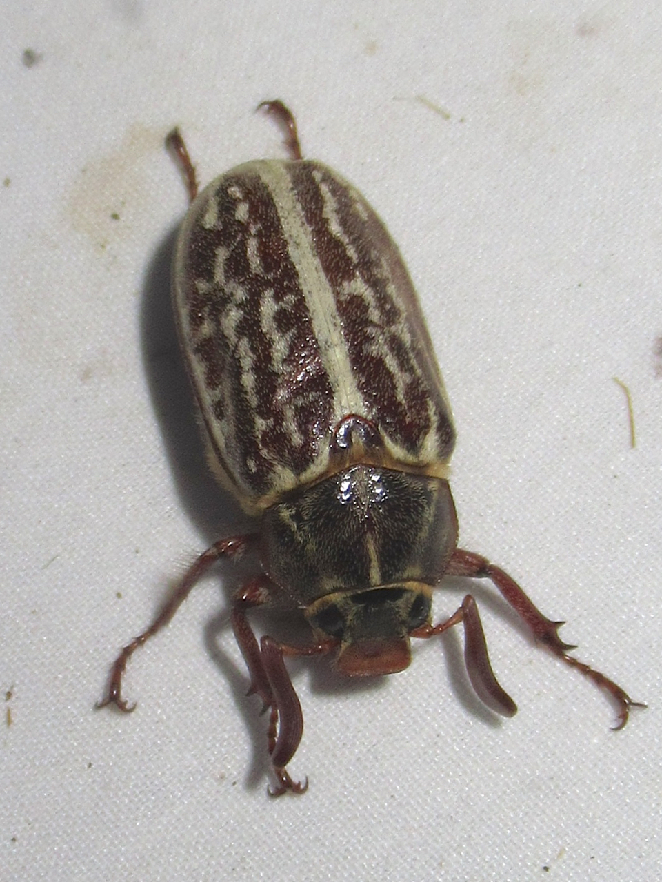 Polyphylla comes Casey, 1914