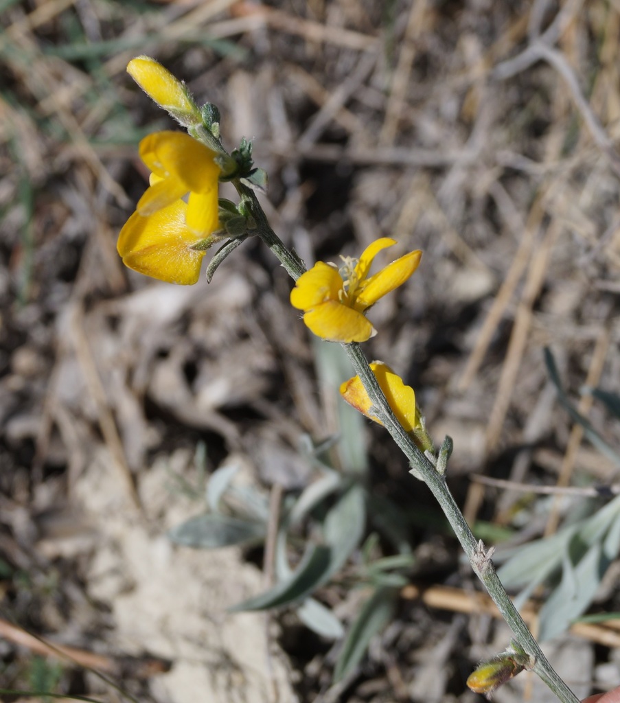 (Genista depressa) - Botanical Realm