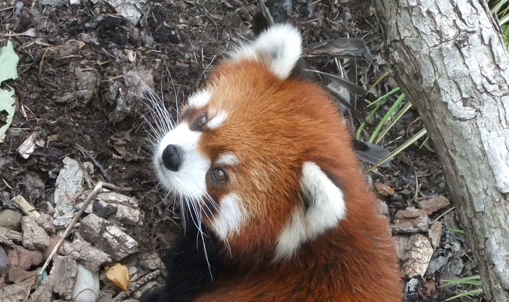 Chinese Red Panda (Ailurus fulgens styani) - Know Your Mammals