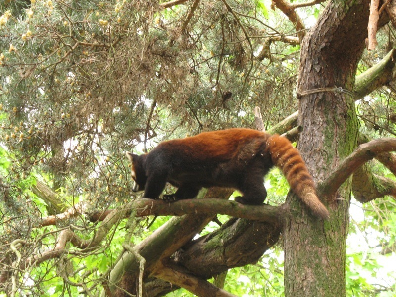 Chinese Red Panda (Ailurus fulgens styani) - Know Your Mammals