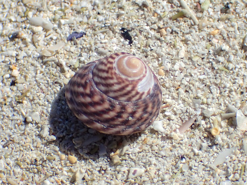 Grey Topshell (Intertidal species of NE Atlantic) · iNaturalist