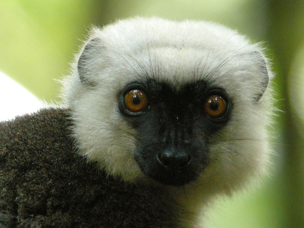 White-fronted Brown Lemur (Species of Necker Island, British Virgin ...