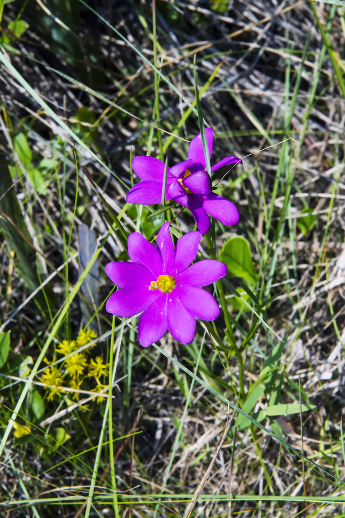 Sabatia gentianoides (BREC's Wildflower Park Guide) · iNaturalist Mexico