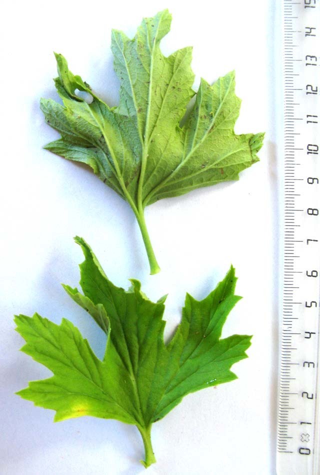 Sticky Storksbill (Pelargonium scabrum) - Botanical Realm