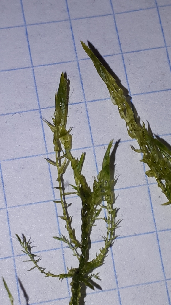 Kneiff's hook-moss (Drepanocladus aduncus) - Botanical Realm