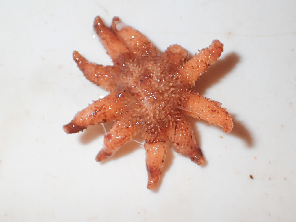 Crossaster on October 28, 2017 at 08:37 AM by Claude Nozères. Small ...