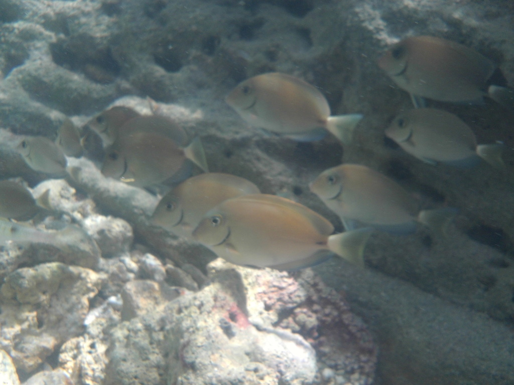 Brazilian Ocean Surgeonfish (Acanthurus bahianus) - Marine Life ...