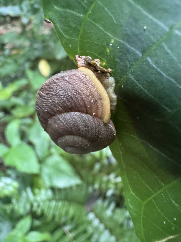 Granodomus lima from Puerto Rico, Bayamón, PR, US on May 15, 2026 at 08 ...
