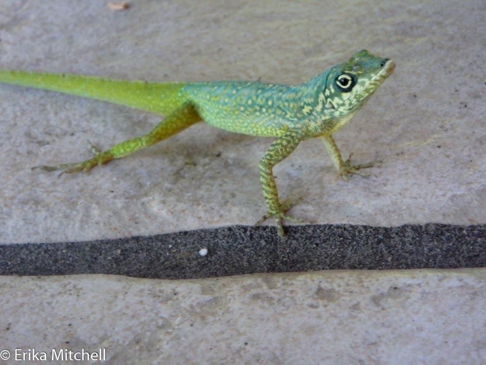Anole Annals – Page 7 – Your source for the latest on Anolis lizards.