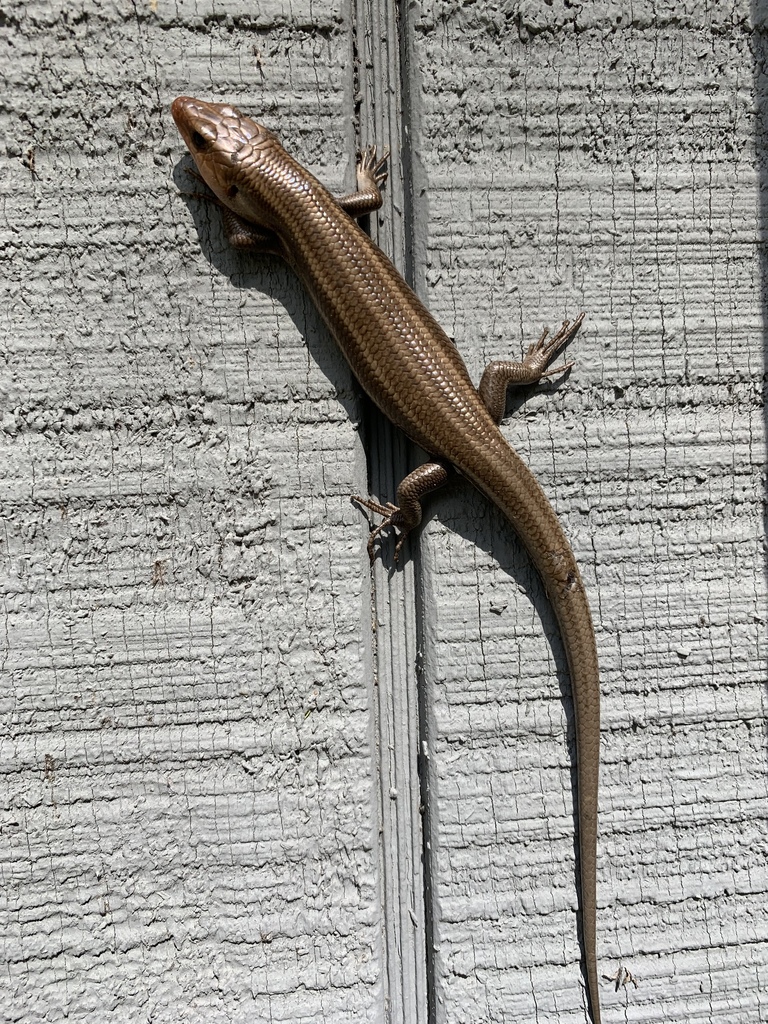Common Five-lined Skink from Cedar Ln, Wentworth, NC, US on April 7 ...