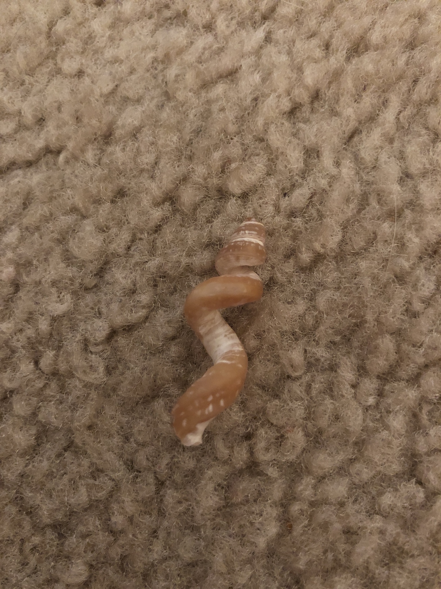 Vermicularia knorrii (Deshayes, 1843)