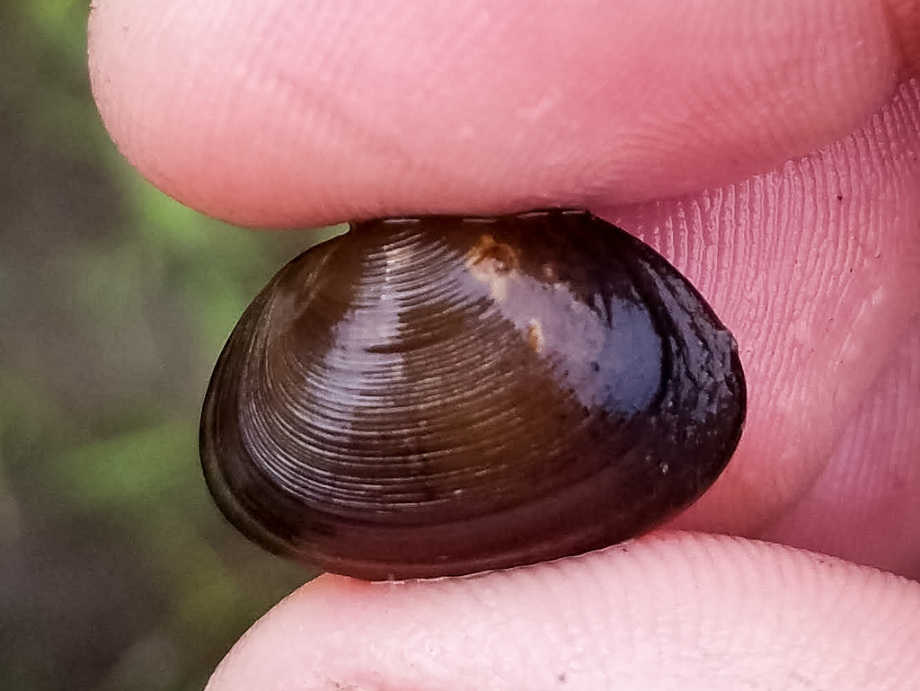 Grooved Fingernailclam (Mussels and Clams of Alberta) · iNaturalist