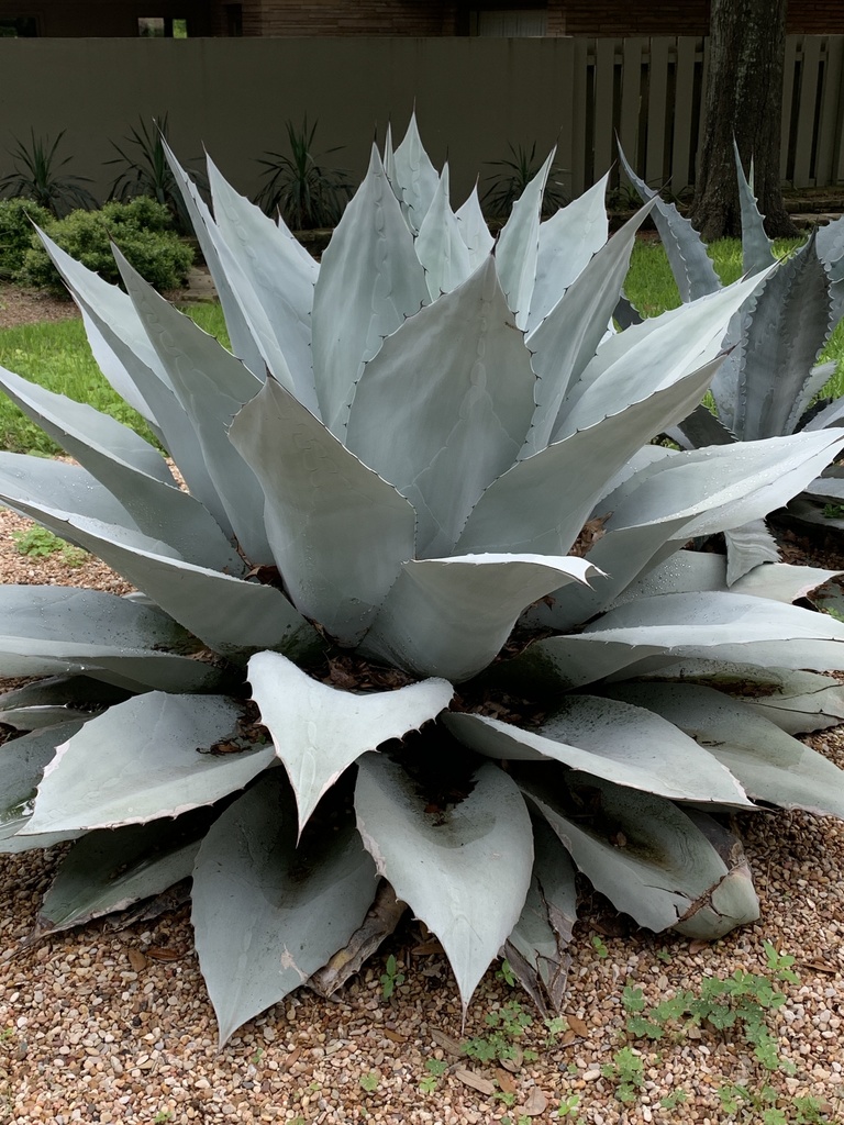 Whale's Tongue Agave (Agave ovatifolia) - Botanical Realm