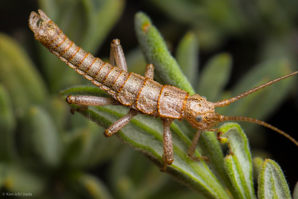 Bohart's Timema from Culp Valley Campground, Anza Borrego State Park ...