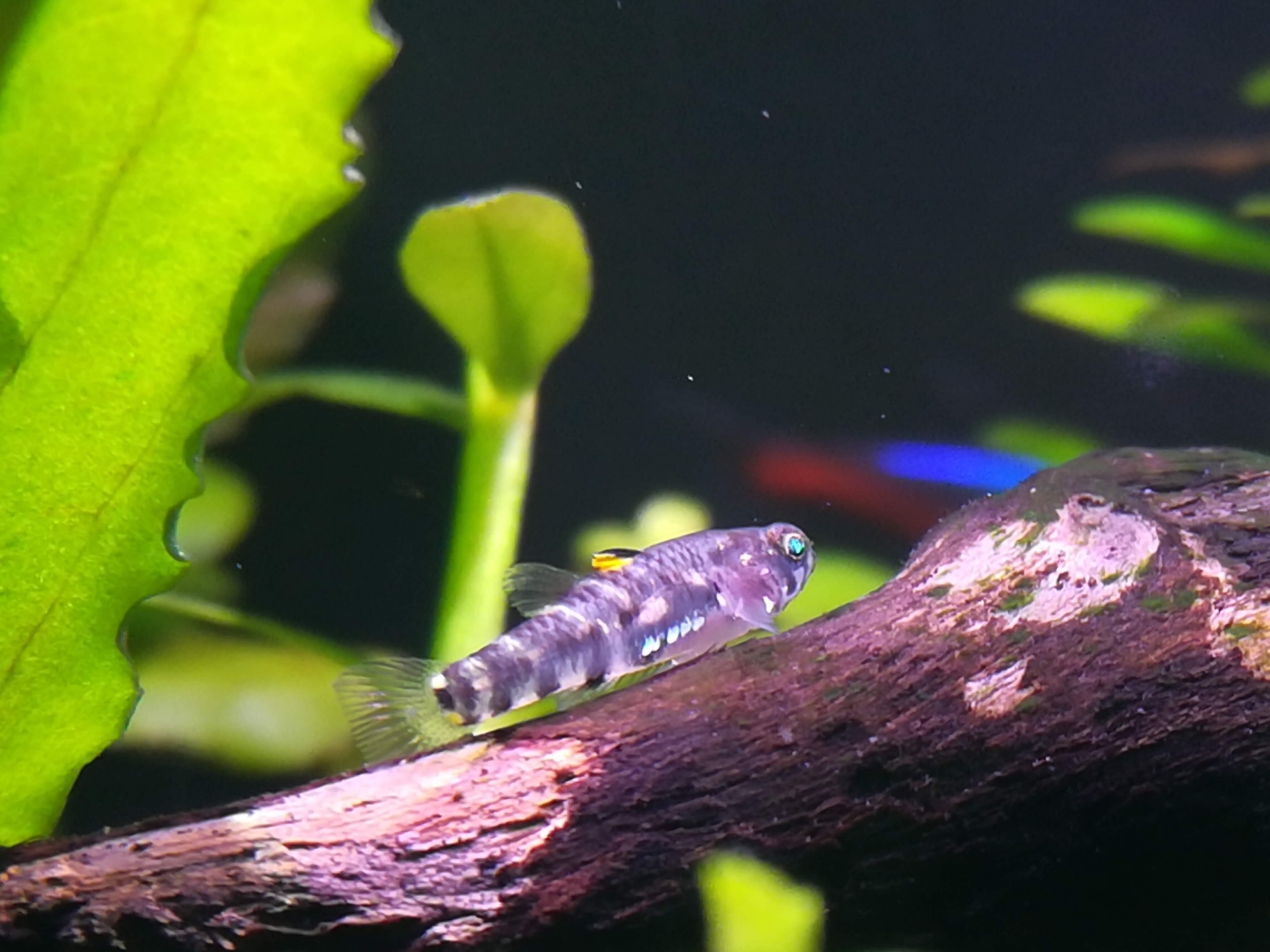 Pandaka pygmaea Herre, 1927