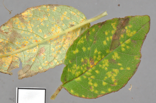 Fir-Fireweed rust (Pucciniastrum epilobii)