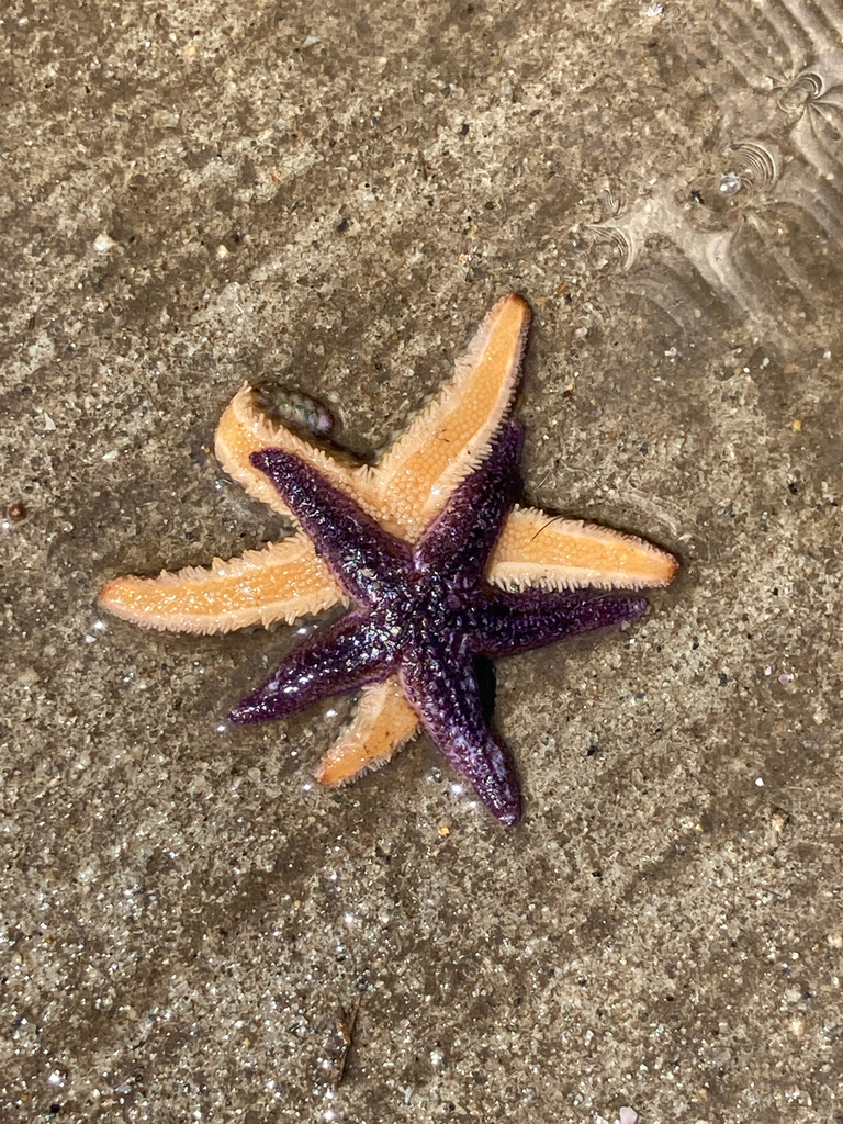 Common Sea Star from Vila do Conde, Norte, PT on May 7, 2026 at 11:55 ...