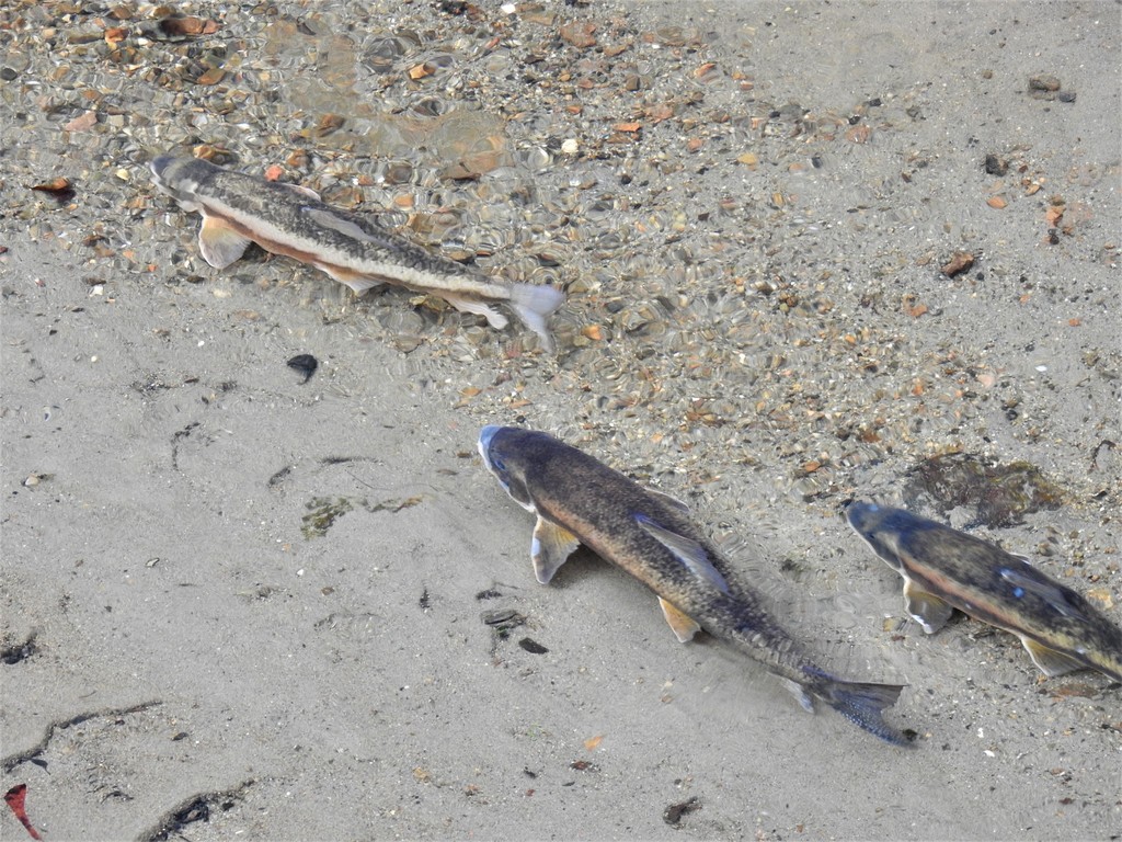 Common Suckers (Catostomus) - Marine Life Identification