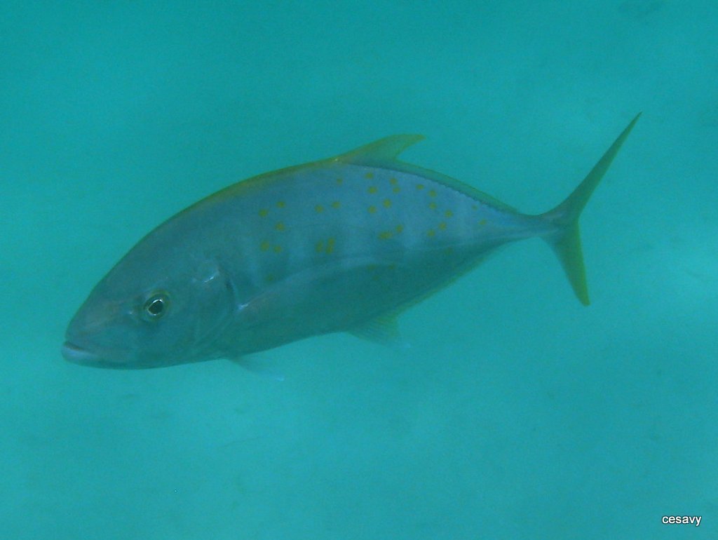 Yellow spotted trevally from Ile Moyenne, Seychelles on December 4 ...