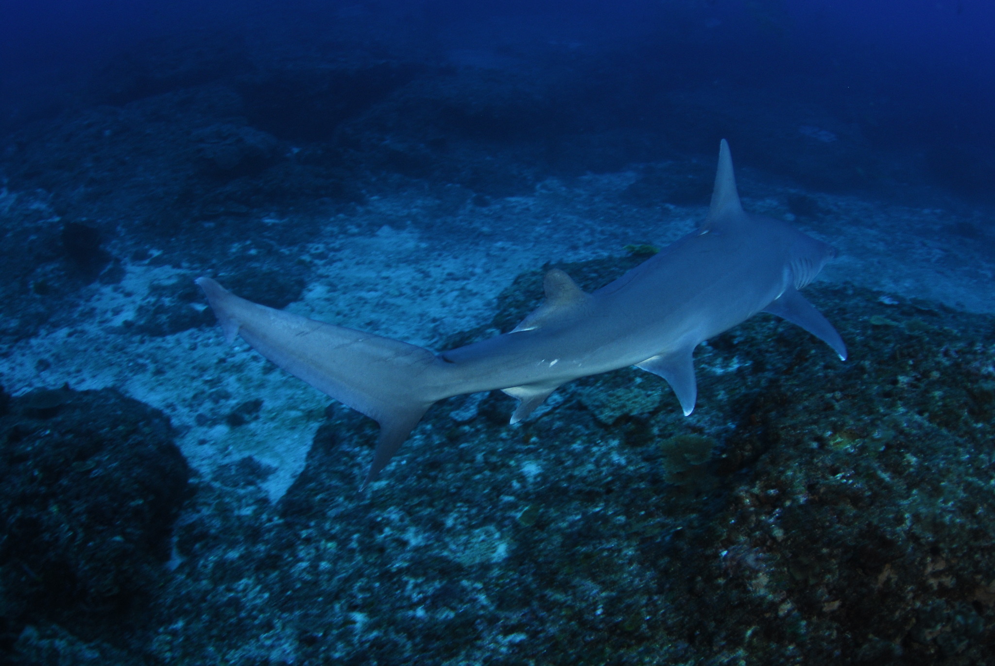 Hemipristis elongata (Klunzinger, 1871)