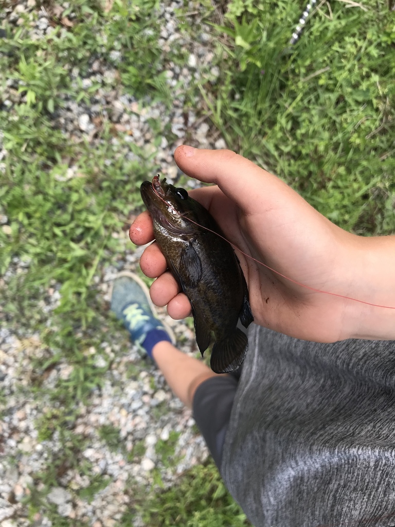 Mud Sunfish in April 2020 by Davis McGowen · iNaturalist