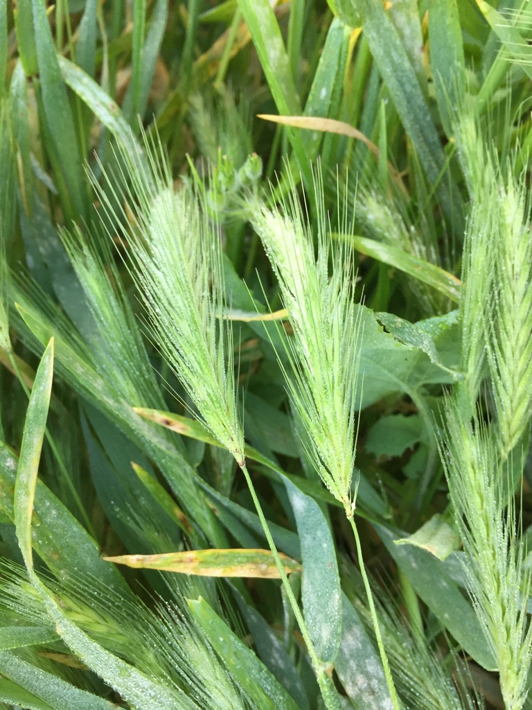 Meadow Barley (Plants of Lathrop State Park) · iNaturalist