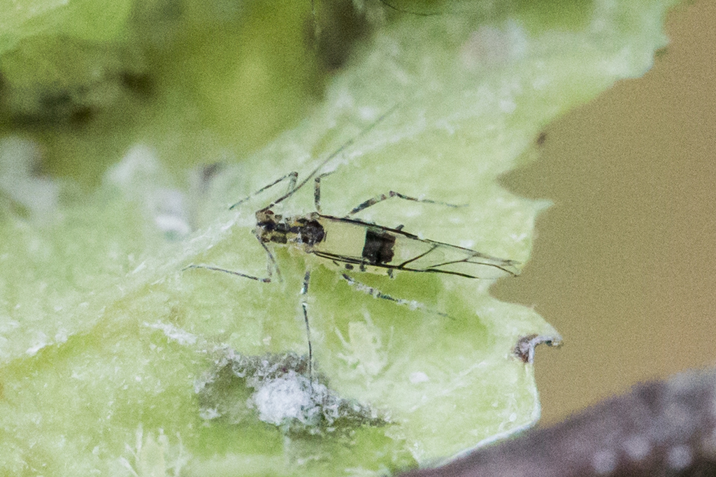 Blotched River Birch Aphid from Borough of Kennett Square, Pennsylvania ...
