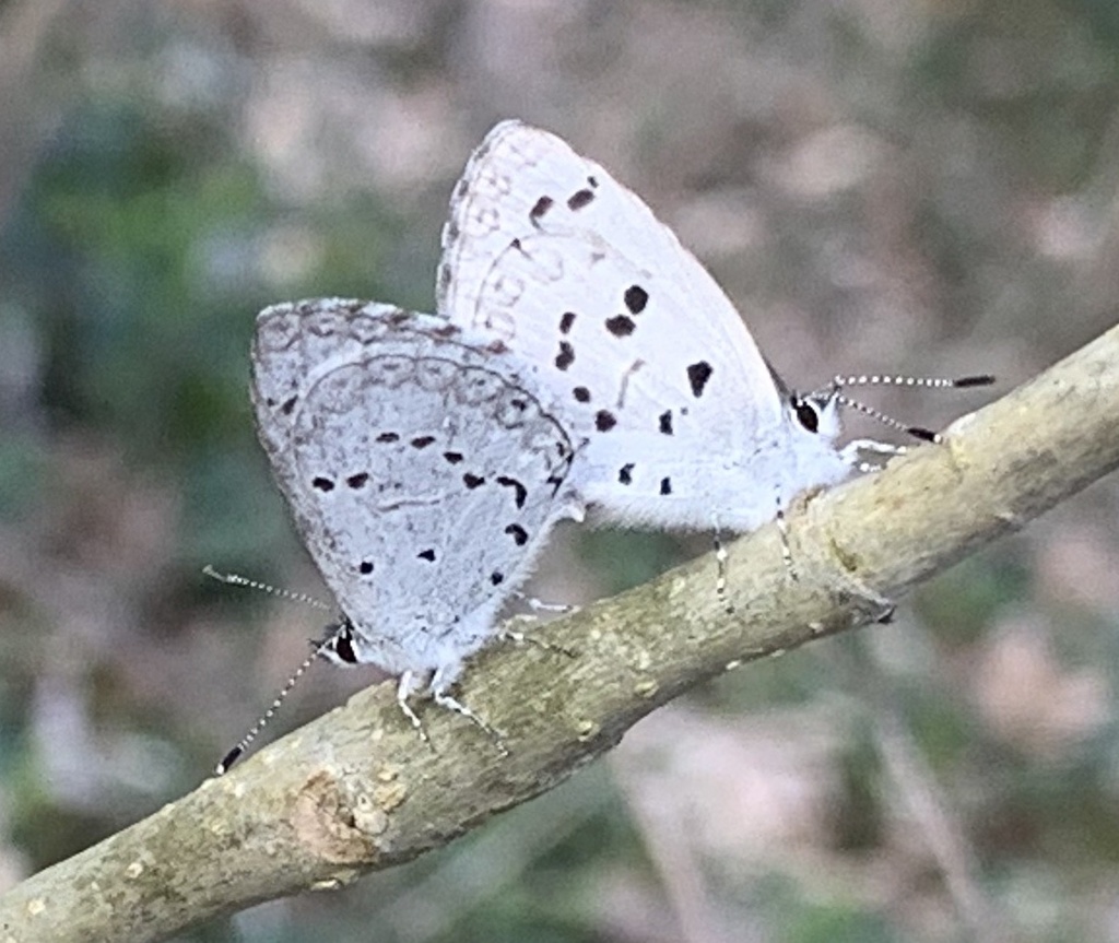 Spring Azure from Westfield Rd, Seville, OH, US on April 7, 2020 at 06: ...
