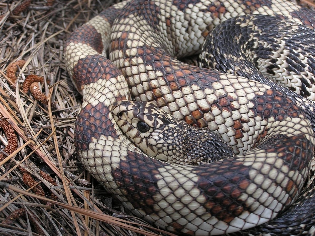 Northern Pine Snake in May 2004 by packscout · iNaturalist