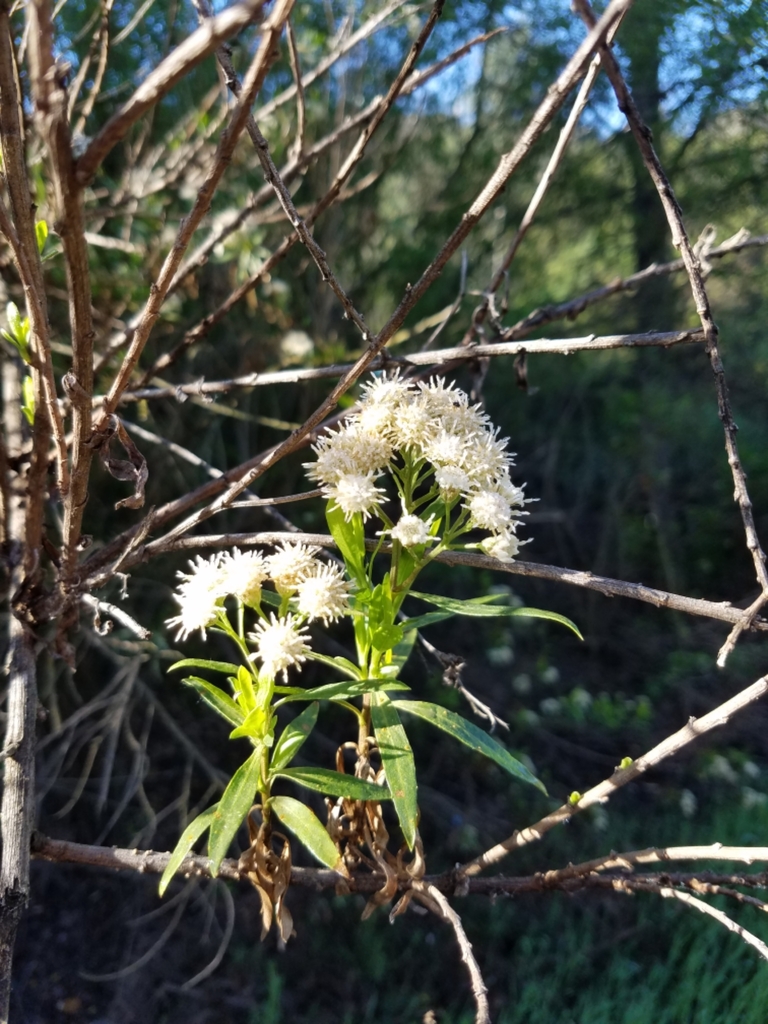 mule fat from Los Penasquitos Canyon Trail San Diego, CA 92129 on March ...