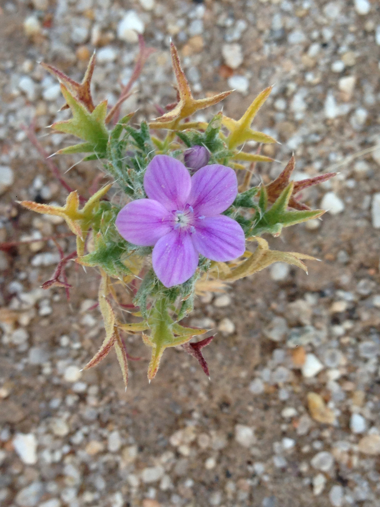 Bristly Langloisia from Imperial County, US-CA, US on March 16, 2017 at ...