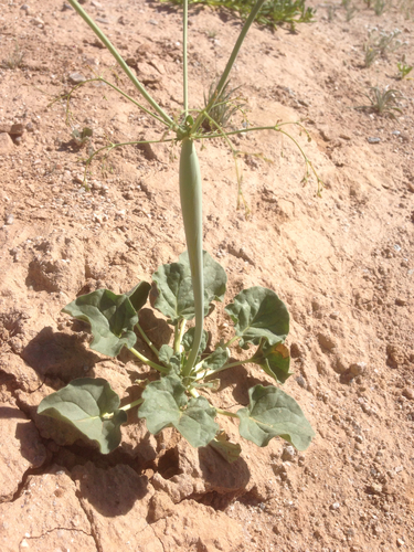 Variety Eriogonum inflatum inflatum · iNaturalist