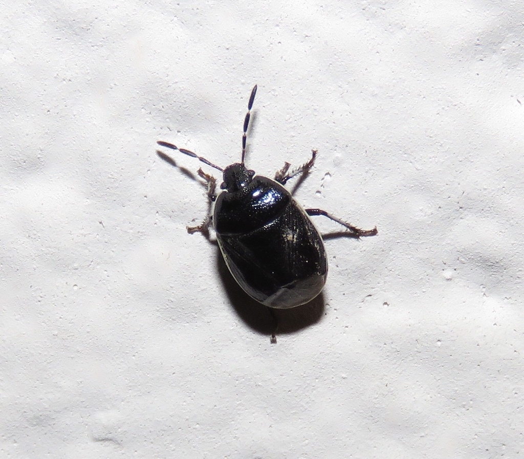 White-margined Burrower Bug from Haney Ave, Damascus, MD, US on April ...