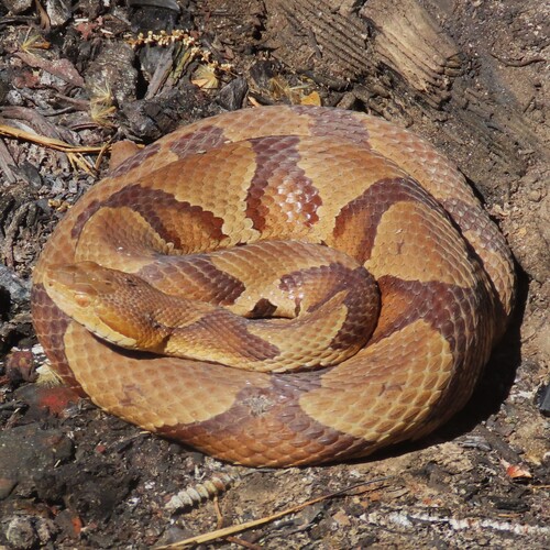 Vipers (Viperidae) - Snakes and Lizards