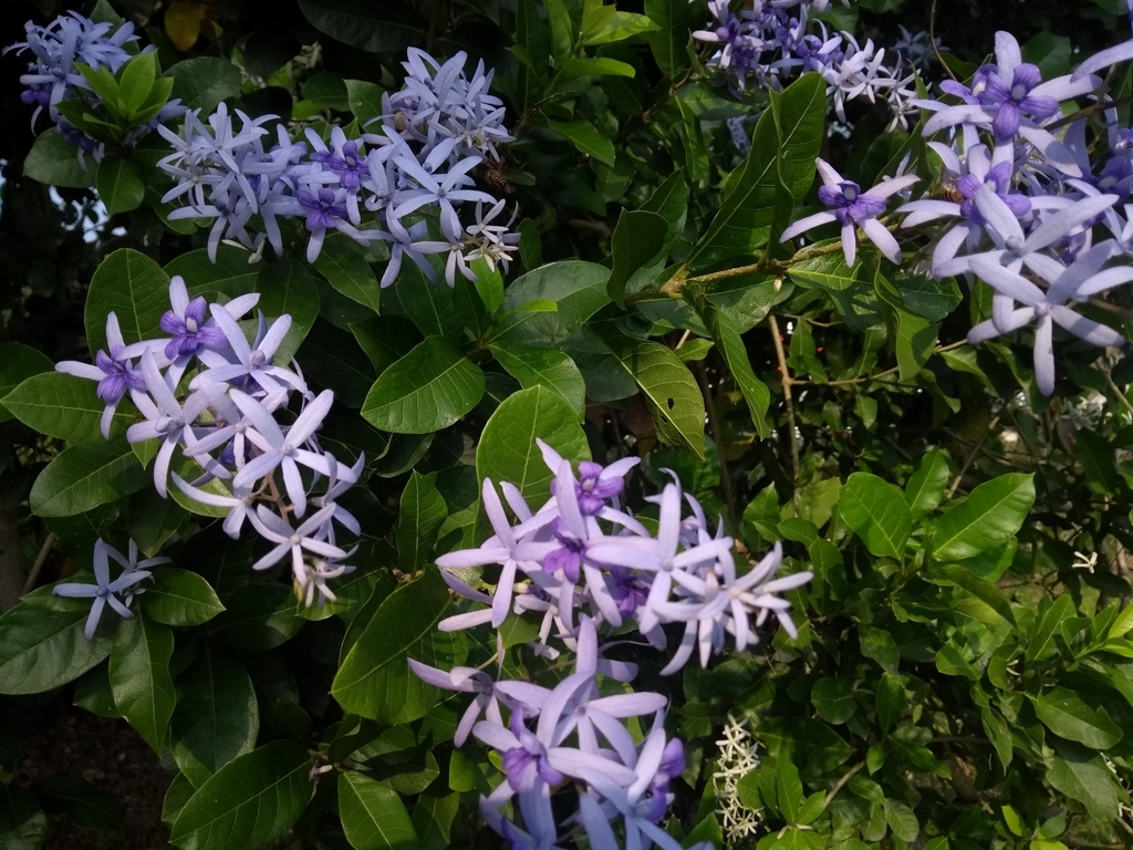 Queen's Wreath from Comalcalco, Tab., México on January 30, 2020 at 03: ...